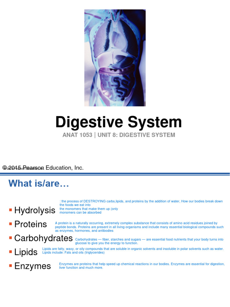 Digestive System Overview | PDF | Stomach | Cellular Respiration