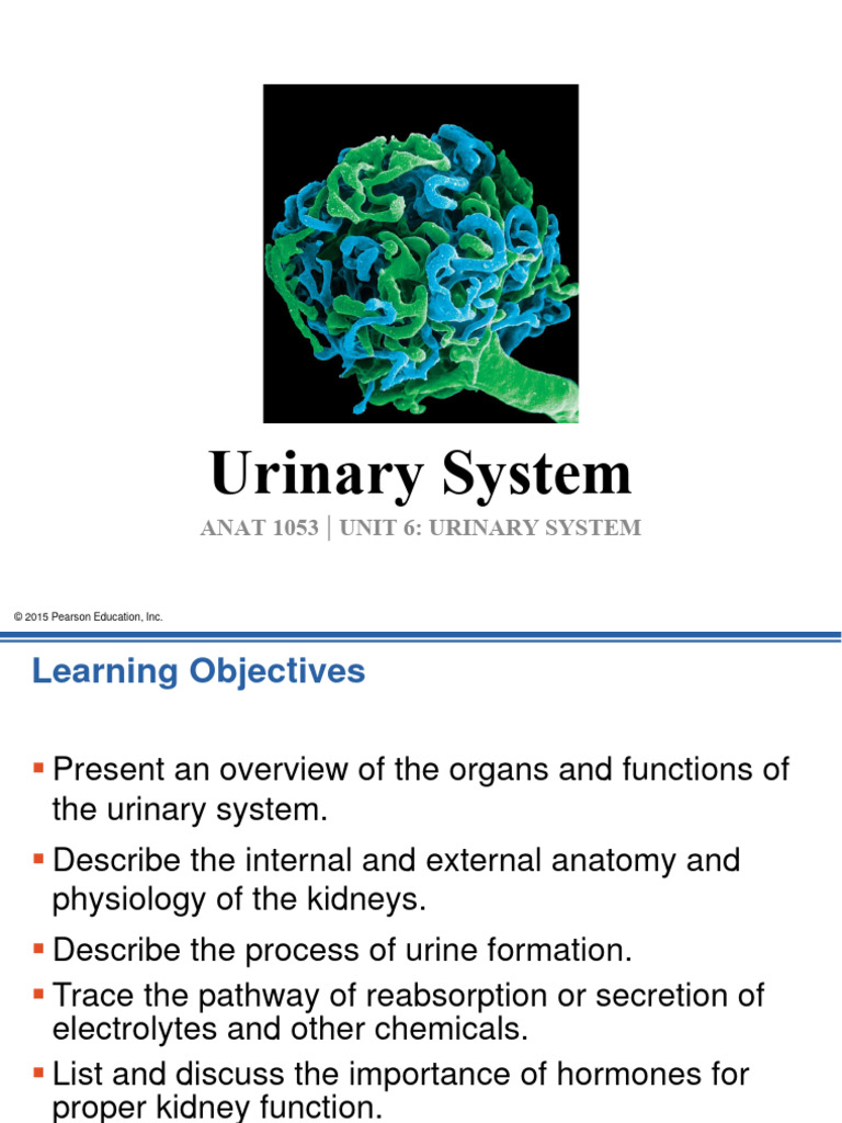 ANAT 1053 Unit 6 Urinary System Prof Slides Fall 2021 | PDF | Kidney ...