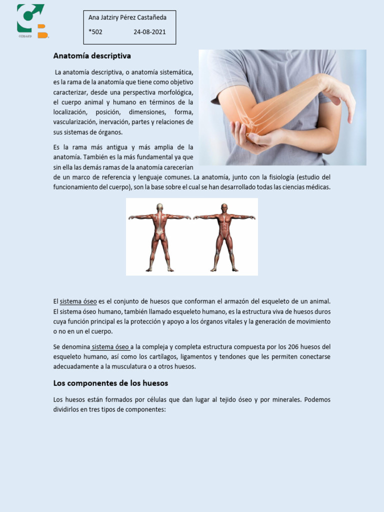Anatomía Descriptiva AL FINAL EL NUMERO DE HUESOS QUE TENEMOS | PDF ...