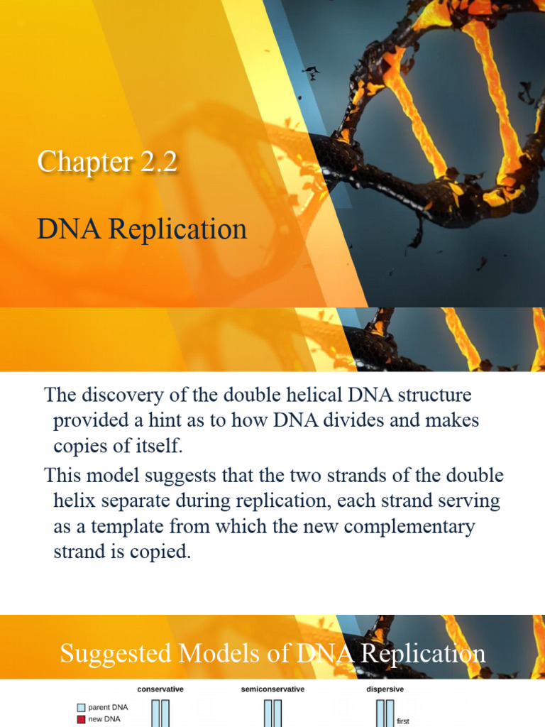 Dnareplication 103108 Pdf Dna Replication Dna