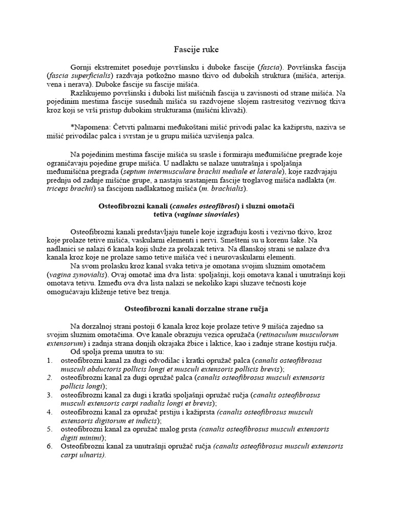 Vaskularizacija Ruke | PDF