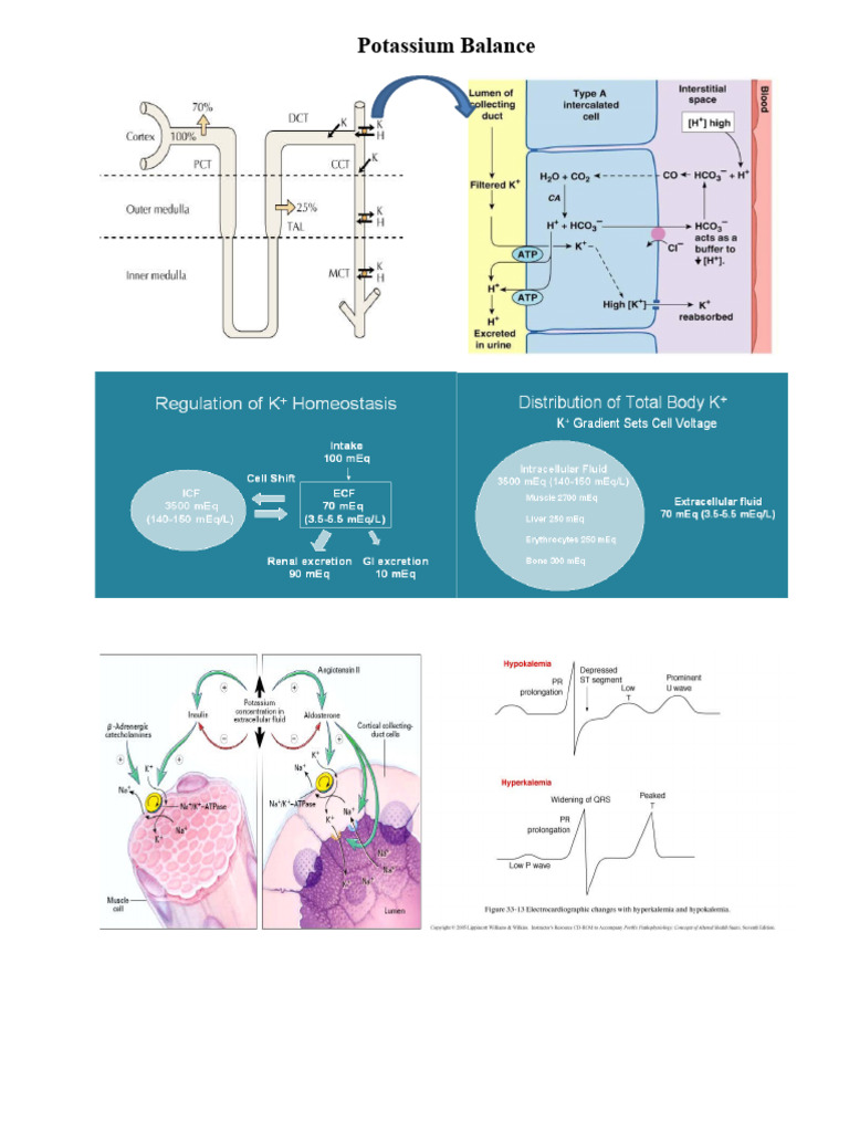 Potassium Balance | PDF | Science & Mathematics
