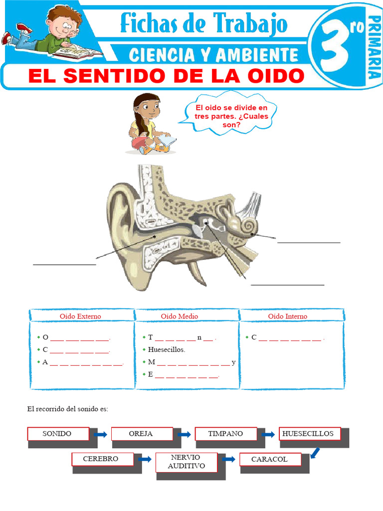 El Sentido de La Oido para Tercer Grado de Primaria | PDF