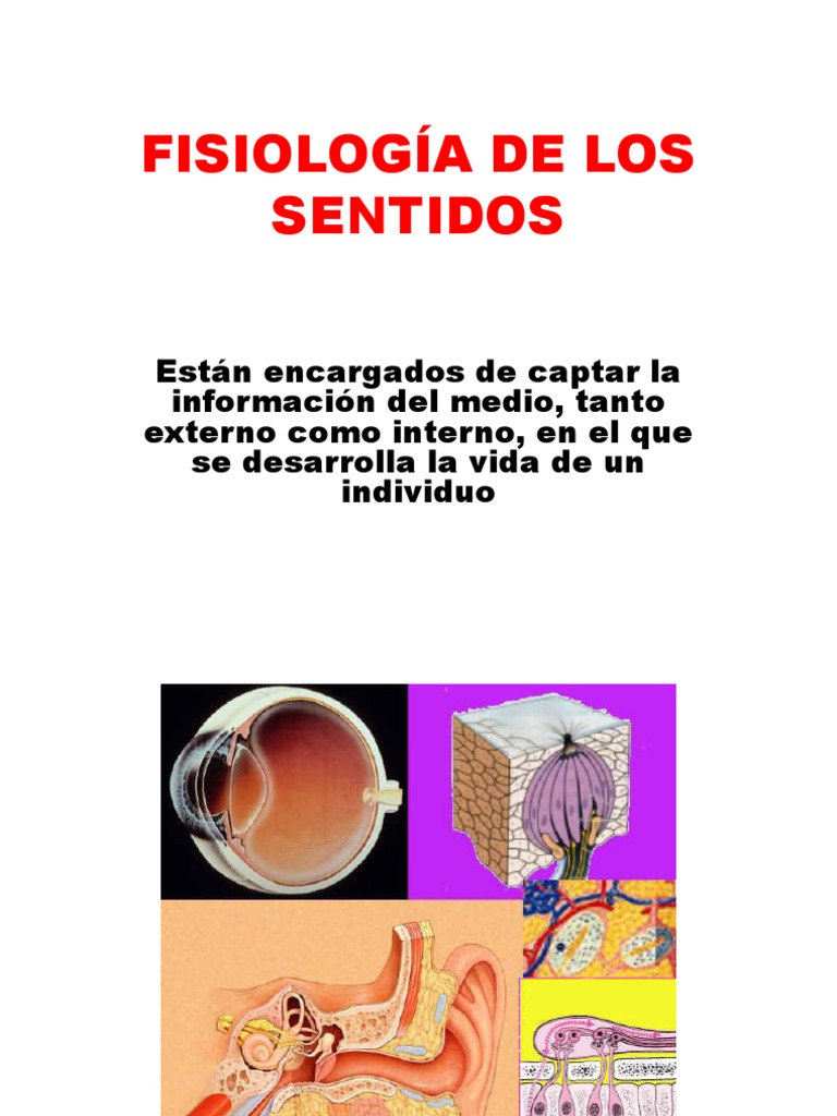 Fisiología de Los Sentidos | PDF | Olfato | Percepción visual