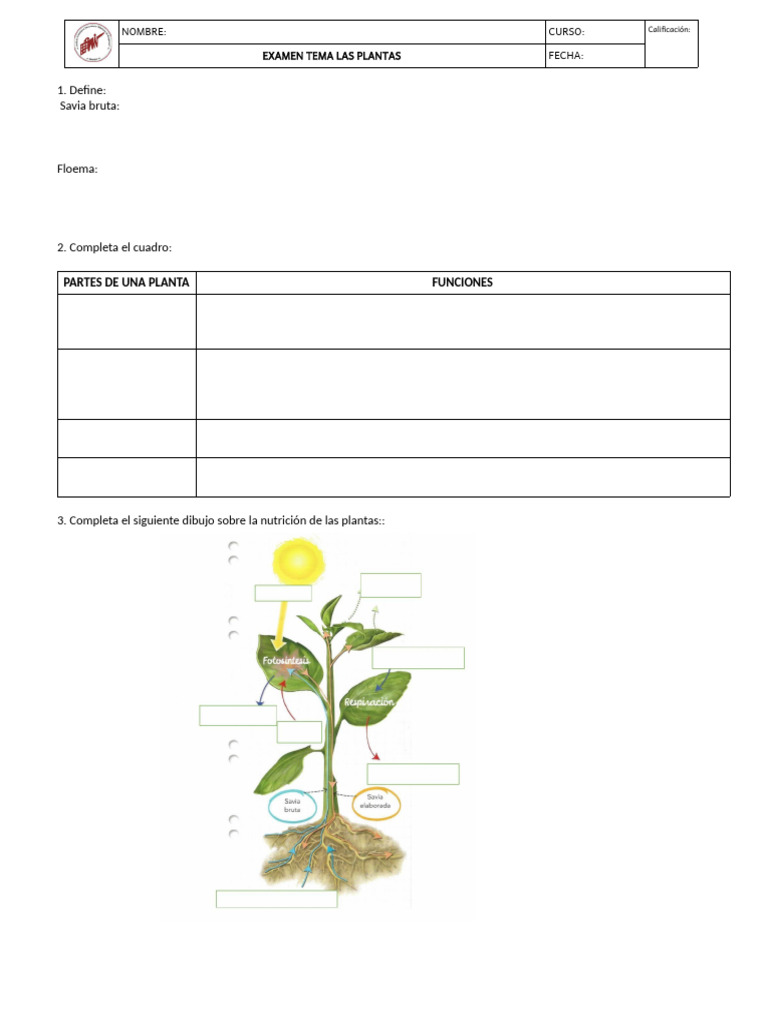 Examen de Plantas para Primaria | PDF | Plantas | Morfología Vegetal
