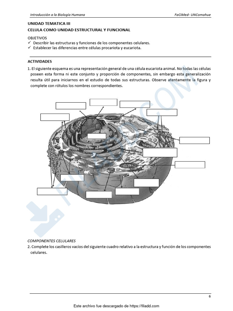 UT III Celula - Estructura y Funcion Celular 2020 - Guia de Estudio ...