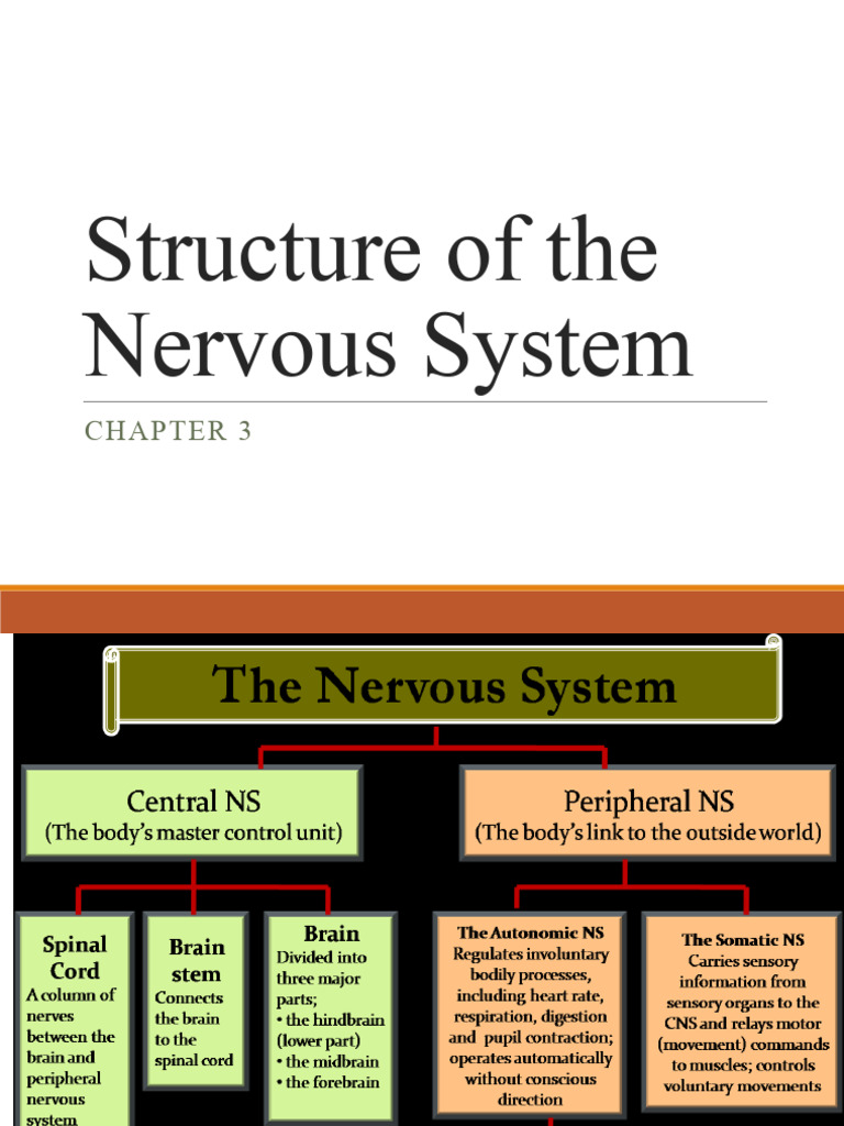 Biological Basis of Nuer o Science | PDF | Nervous System | Central ...