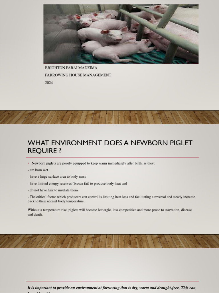 Farrowing House Managment | PDF | Pig | Milk