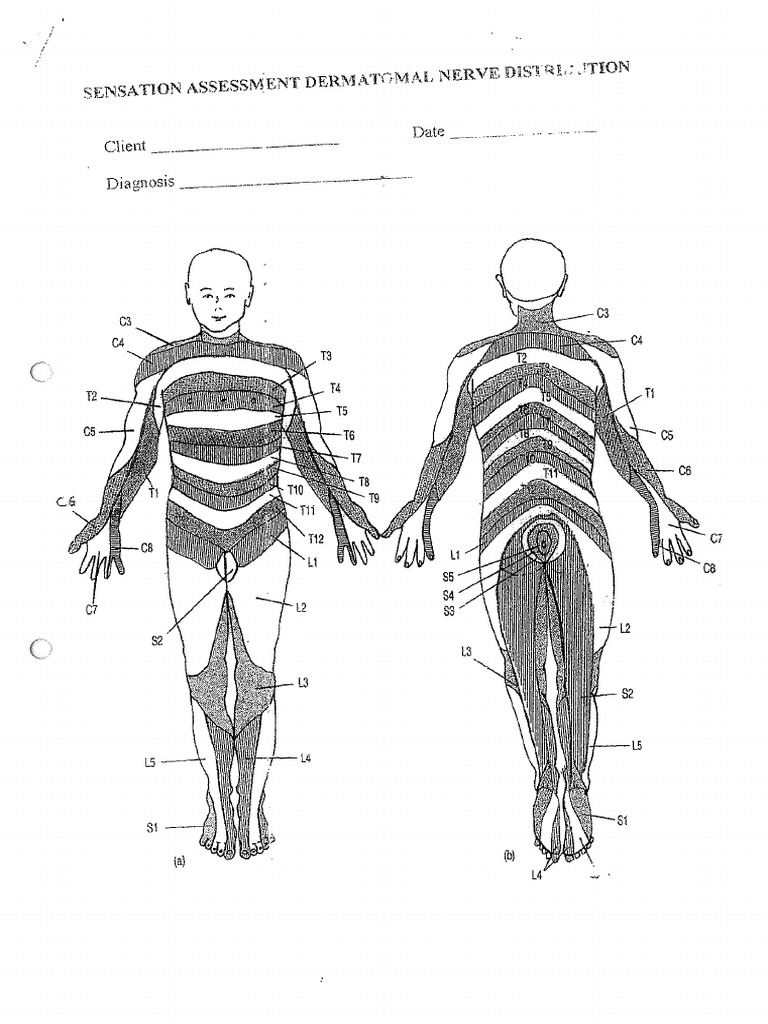 Sensation Assessment Charts | PDF