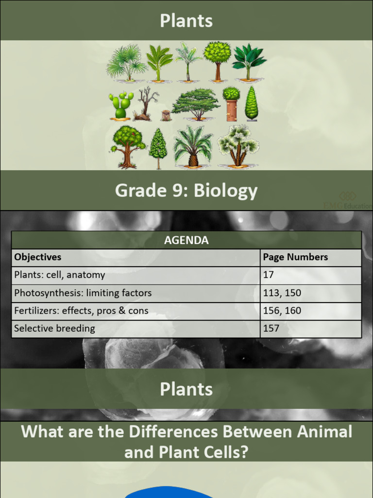 Plants | PDF | Leaf | Photosynthesis
