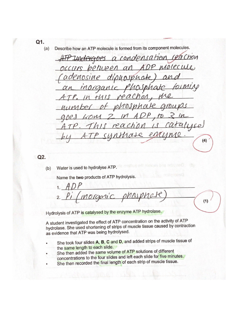 ATP | PDF