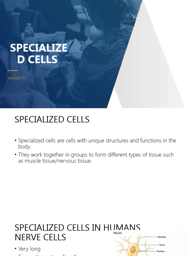 Specialized Cells | PDF