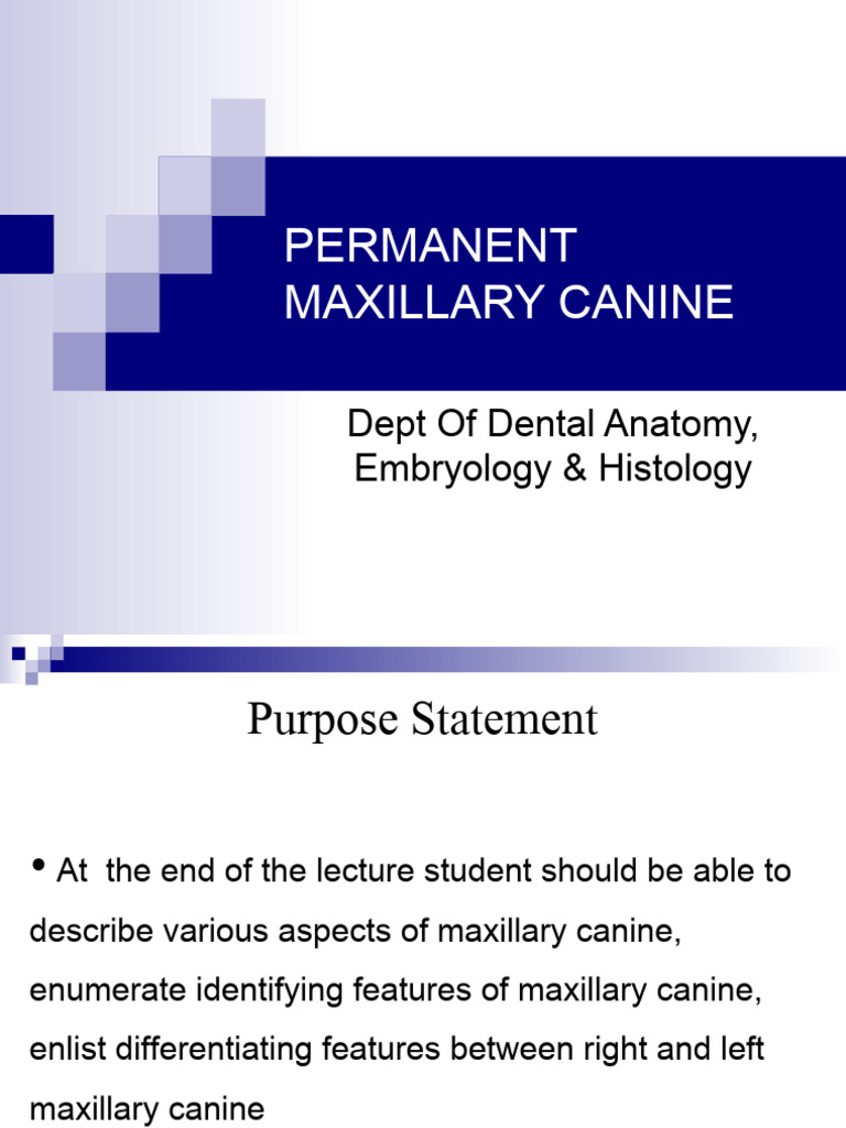 Permanent Maxillary Canine | PDF | Dental Anatomy | Tooth
