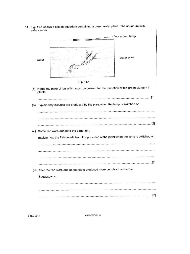 Revision Plant Nutrition | PDF