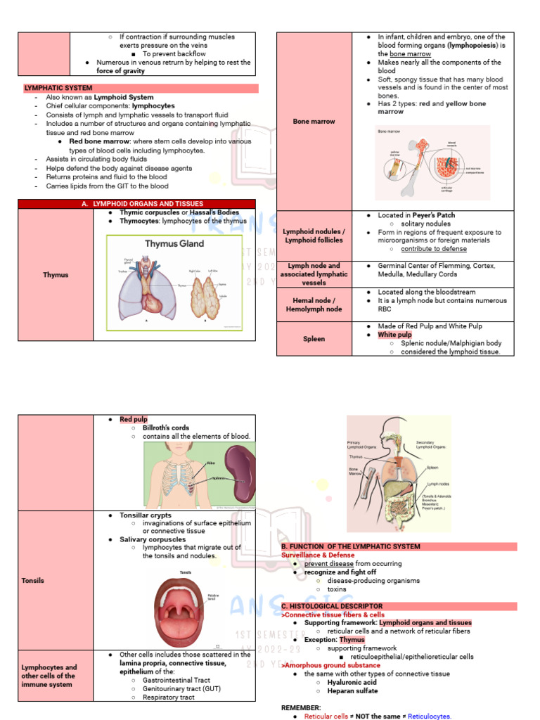 Histology Lecture Finals | PDF | Respiratory Tract | Lymphatic System