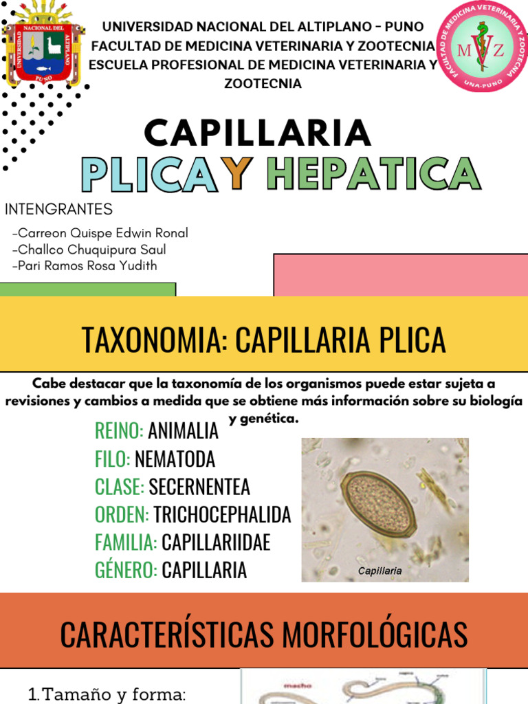 Capillaria | PDF | Nematodo | Enfermedades y trastornos