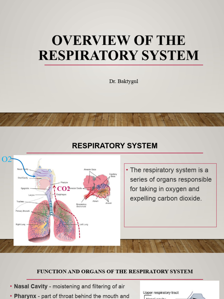 Anatomy and Function of the Respiratory System | PDF | Respiratory ...