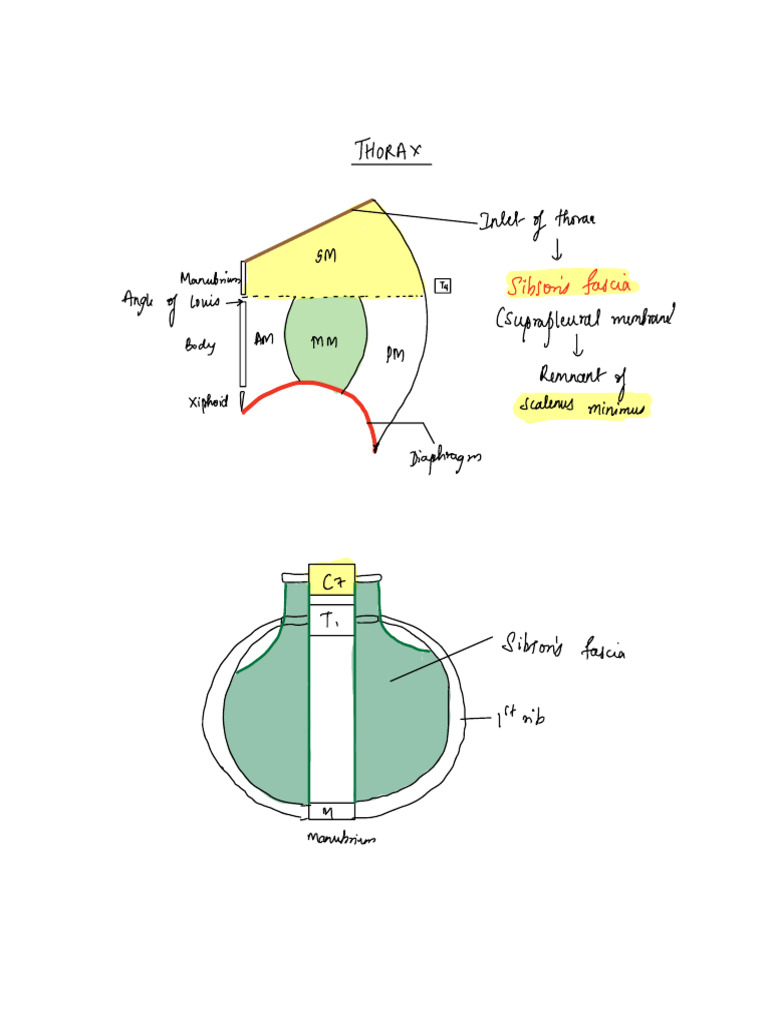 Thorax handwritten notes | PDF | Angiology | Thorax (Human Anatomy)