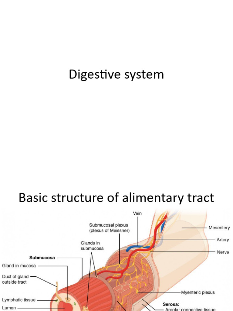 The Digestive system | PDF