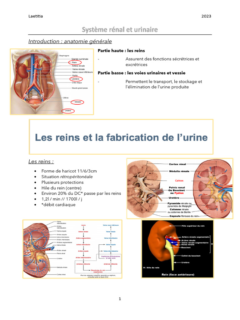 Anatomie et Fonction du Système Rénal | PDF | Rein | Urine