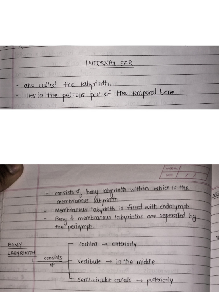 Internal Ear | PDF