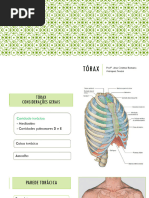 Anatomia da Caixa Torácica e Ossos | PDF | Vértebra | Sistema Locomotor