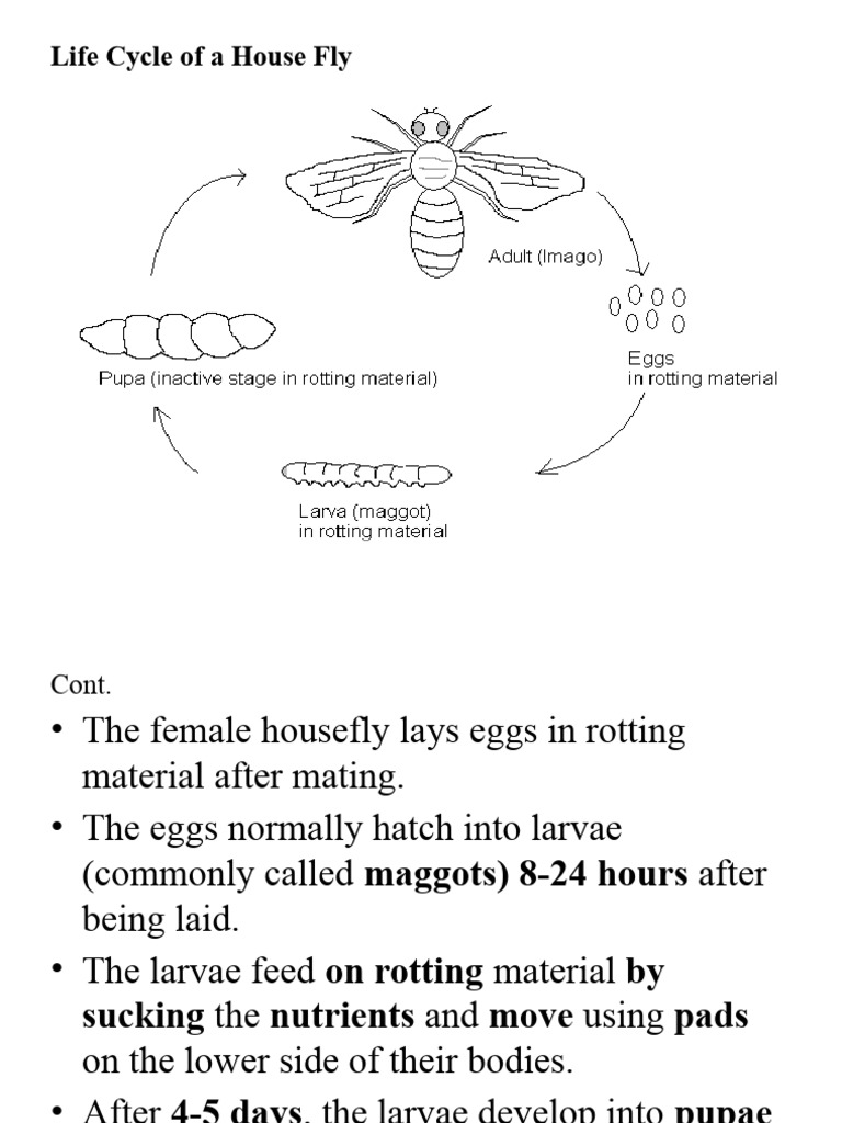 Life Cycle and Control of Houseflies | PDF | Home & Garden | Wellness