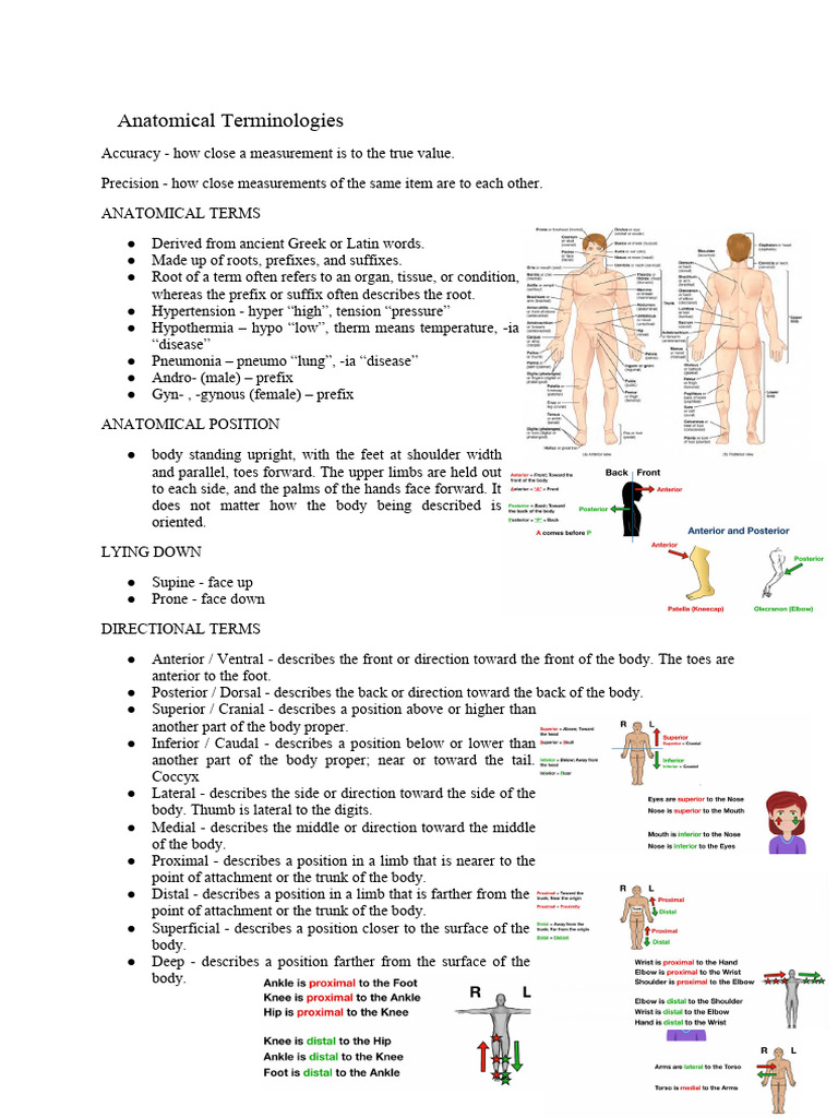 Reviewer Anaphy | PDF | Anatomical Terms Of Location | Adenosine ...