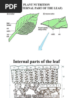 Adaptations of The Leaf For Photosynthesis and Gaseous Exchange | PDF ...