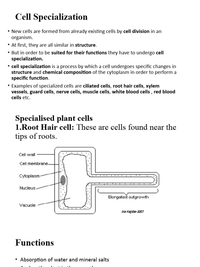Cell Specialization | Download Free PDF | Root | Cell (Biology)