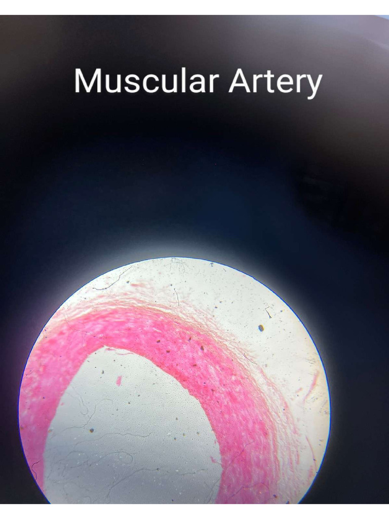 General Histology Slides | PDF