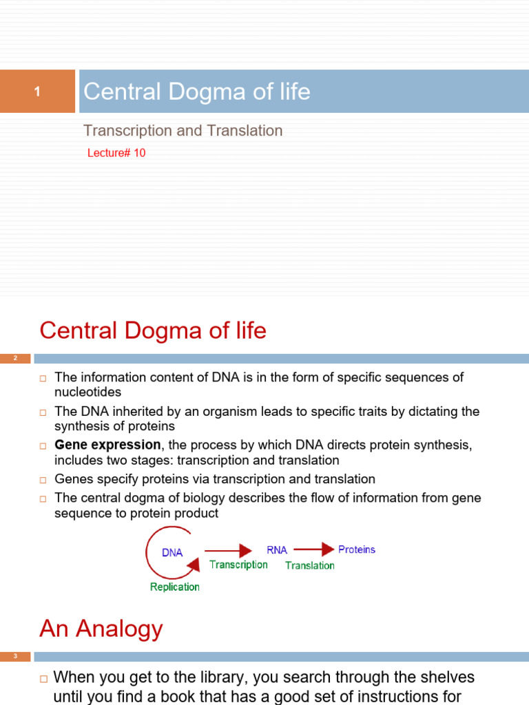 Lecture 10 | PDF | Messenger Rna | Translation (Biology)