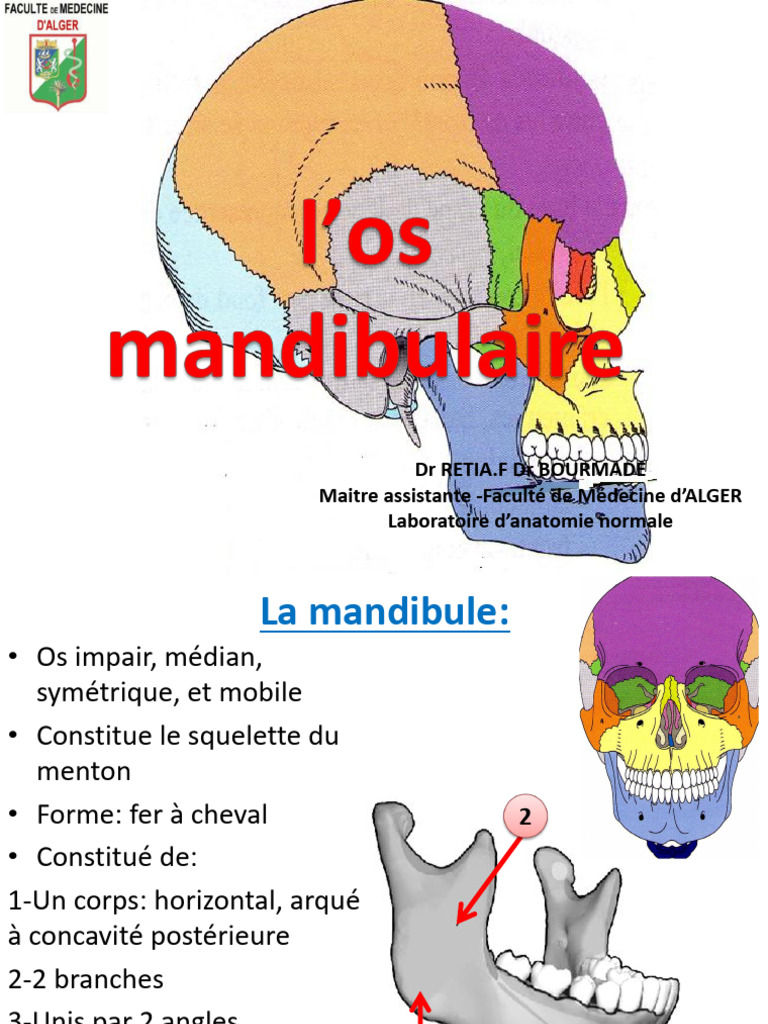 Anatomie de la Mandibule et Menton | PDF | Système squelettique ...