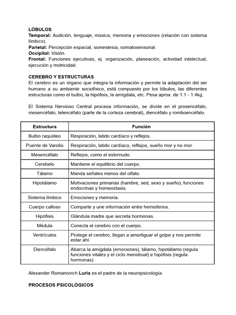 Funciones y Estructuras del Cerebro Humano | PDF | Cerebro | Hemisferio ...