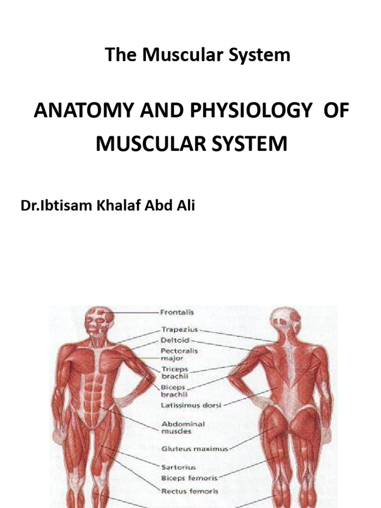 Muscular System | PDF | Muscle Contraction | Skeletal Muscle