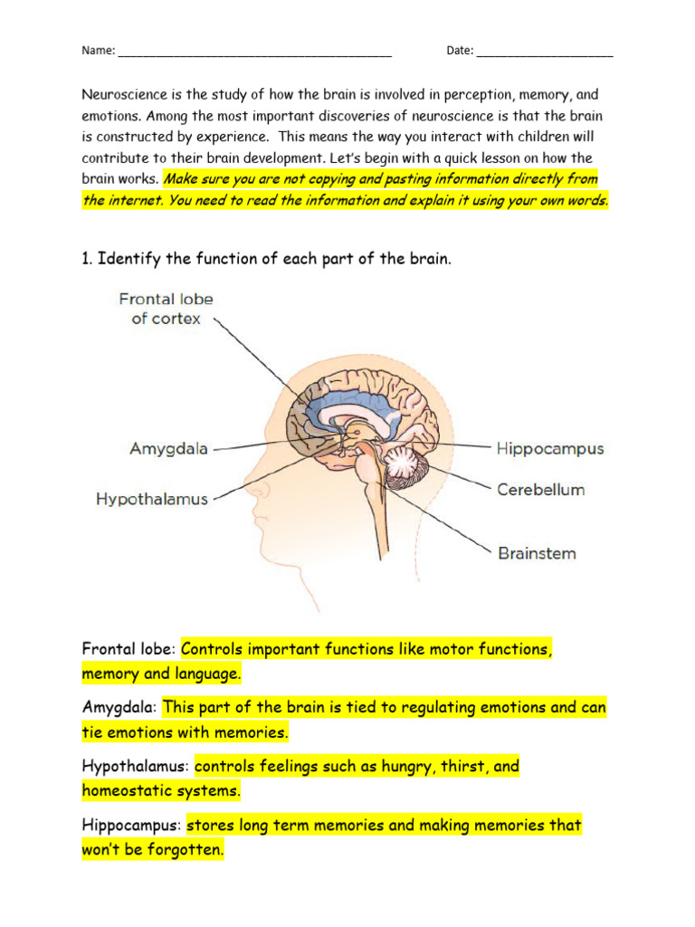 Chapter 2 The Brain - Structure and Function of The Brain | PDF