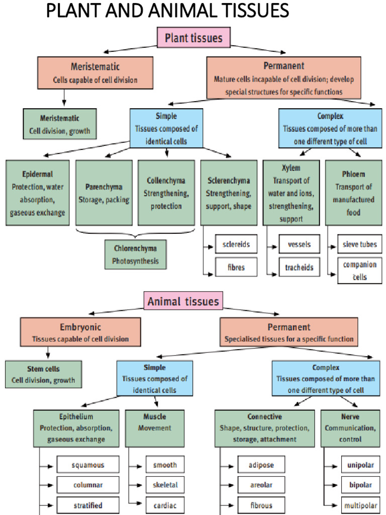 Overview of Plant and Animal Tissues | PDF