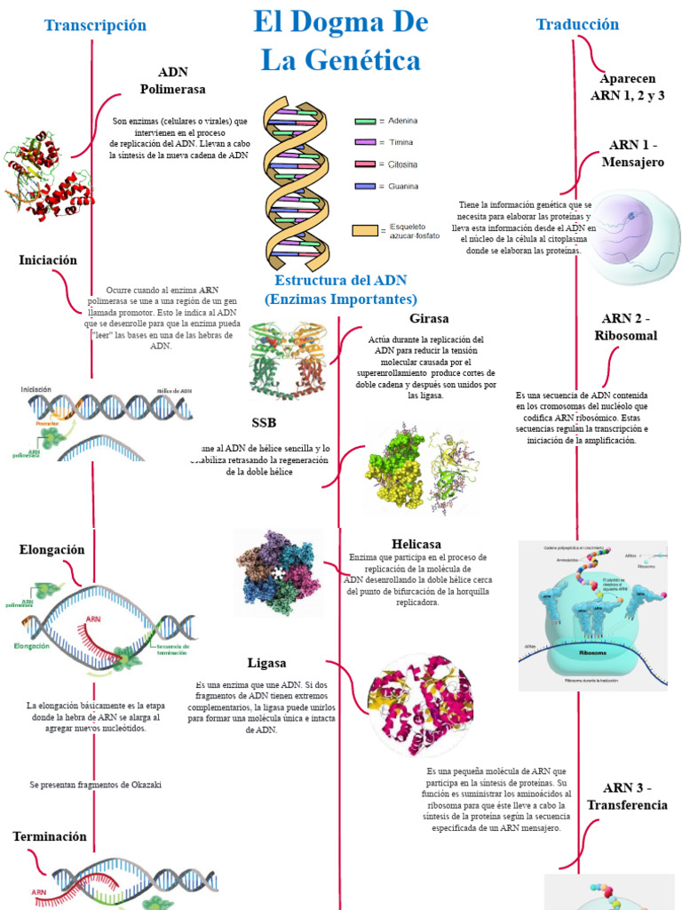 Segundo Mapa Mental Biologia | PDF | Adn | Rna