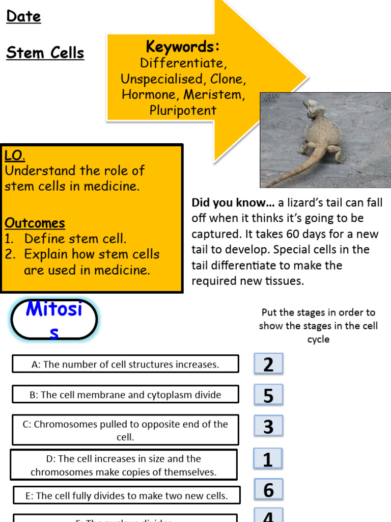 L6 Stem Cells | PDF | Stem Cell | Embryo