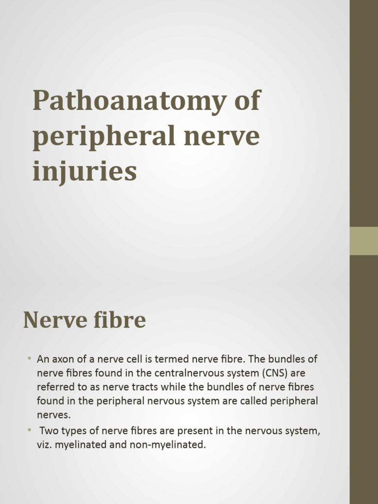 Pathoanatomy of Peripheral Nerve Injuries | PDF | Axon | Carpal Tunnel ...