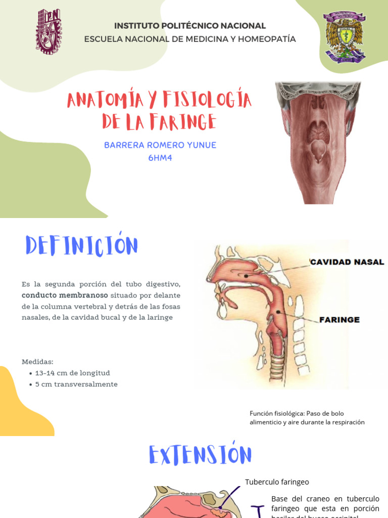 Anatomia y Fisiologia de La Faringe | PDF | Otorrinolaringología ...