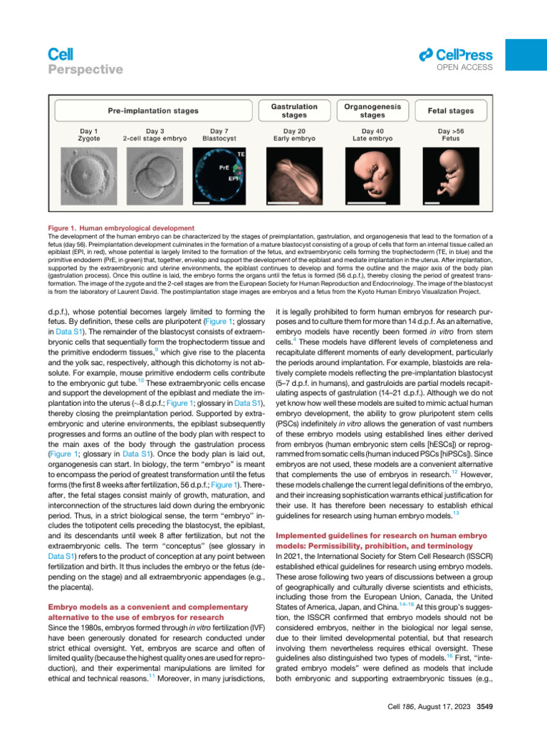 BLASTO | PDF | Embryo | Cell Potency