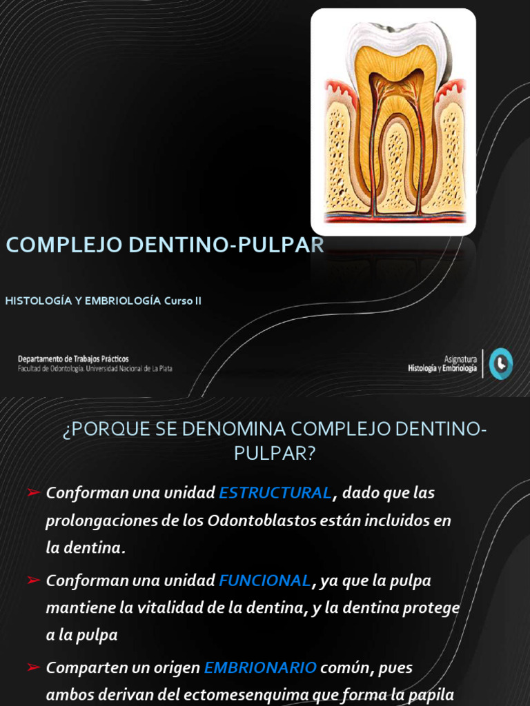 05-Complejo Dentino Pulpar | PDF | Dentina | Anatomía