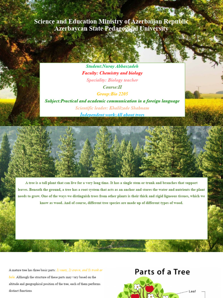 All About Trees | PDF | Trees | Wood