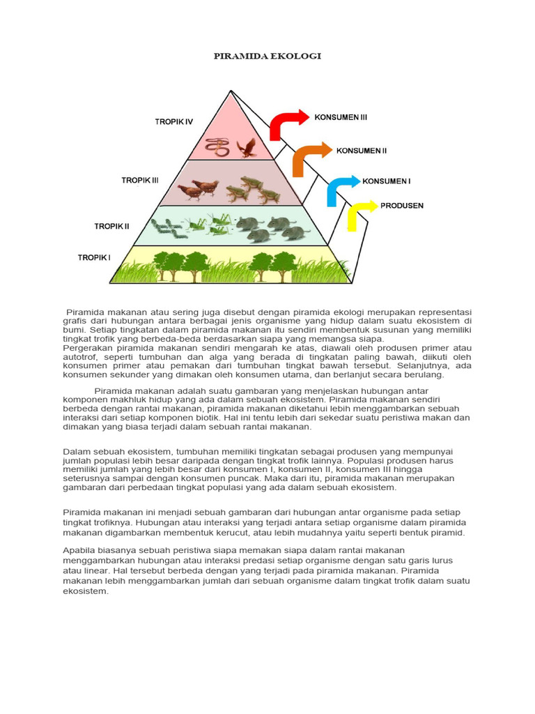 Piramida Ekologi | PDF | Sains & Matematika