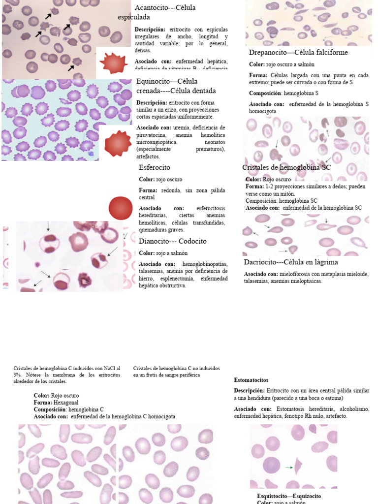 Mini Atlas hematología | PDF | Biología | Sangre