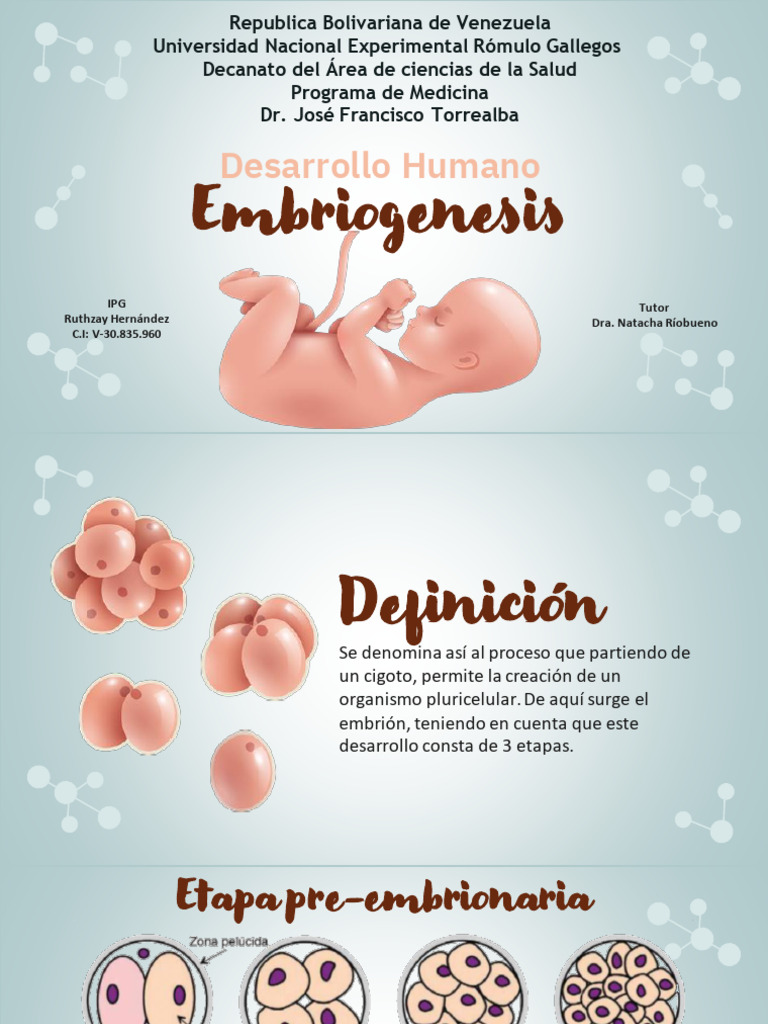 Embriogénesis Tema 8 | PDF | Feto | Placenta