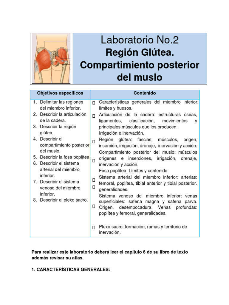Anatomía de la Región Glútea y Muslo | PDF | Anatomía humana ...