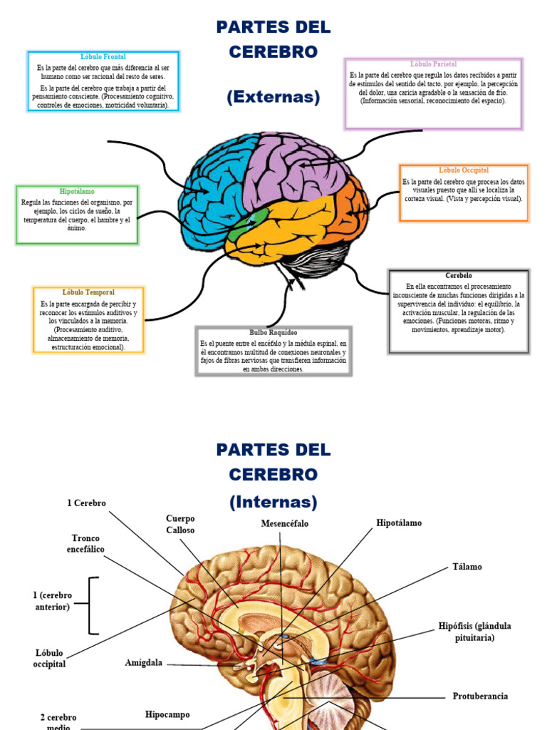 La Anatomía Del Cerebro Y Sus Funciones. Neuroanatomía Básica
