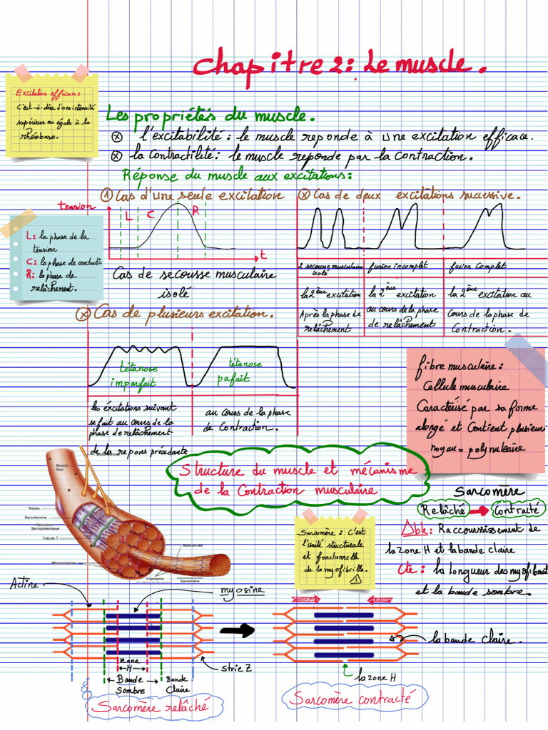 Muscle ?? | PDF